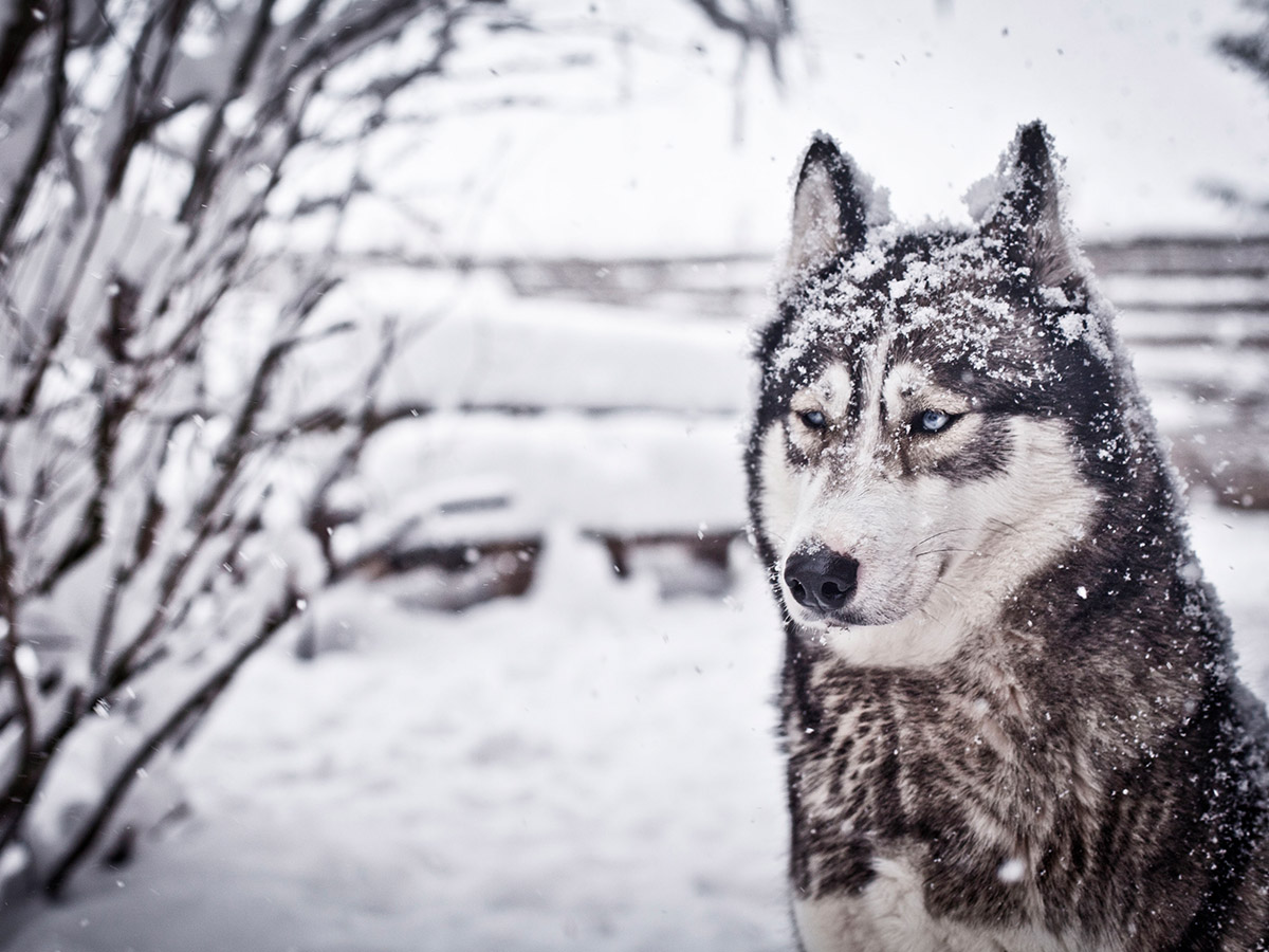 Zehn Huskyfarmer in Skandinavien – NORR